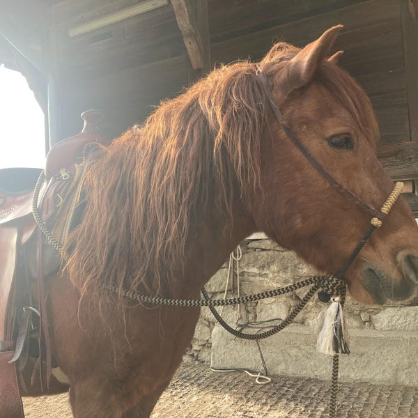 4-knot Rope Halter Only - Assorted Colors - Newborn/foal/mini/yearling ...