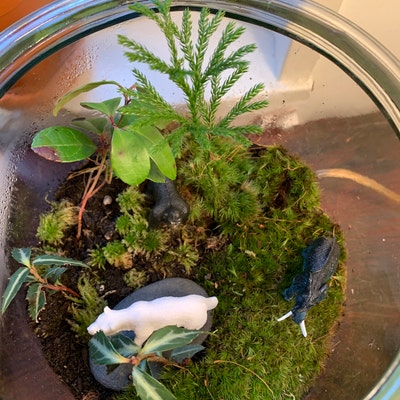 Princess Pine Tree Clubmoss Plants for Fairy Garden, Terrarium, Garden ...