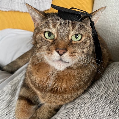 Mini-sized Graduation Cap Cat Hat for Your Cat FREE SHIPPING Add-on ...