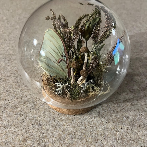 Giant Cicada & Empress Cicada Shadow Box Framed Quesada Gigas ...