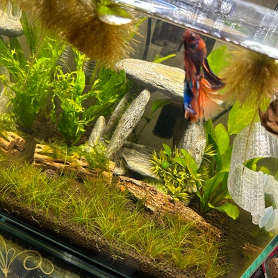 3 Nano Subwassertang Moss on 3'' Cholla Wood Shrimp Hideout & Betta ...