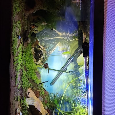 Aquarium / Terrarium Background / Colorful Plants - Etsy