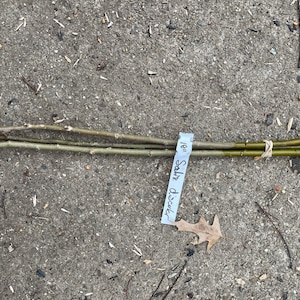 Carex Lurida Shallow Sedge Bareroot Wetland Restoration Live Plant ...