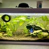 Starter Pack Live Aquarium Plant Aquatic Tropical Fish Java Moss Crypt ...