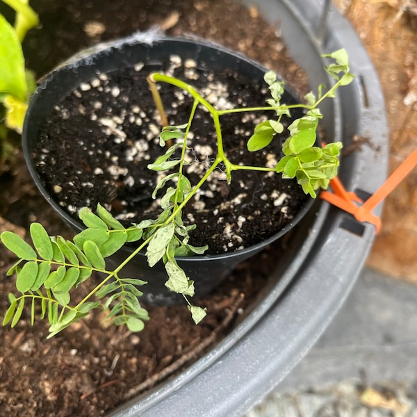 Royal Poinciana Tree | Flamboyant Tree | Seedling | Sapling - Etsy
