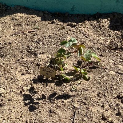 Ranunculus Aviv Rose Buy 4 Get 1 Free - Etsy