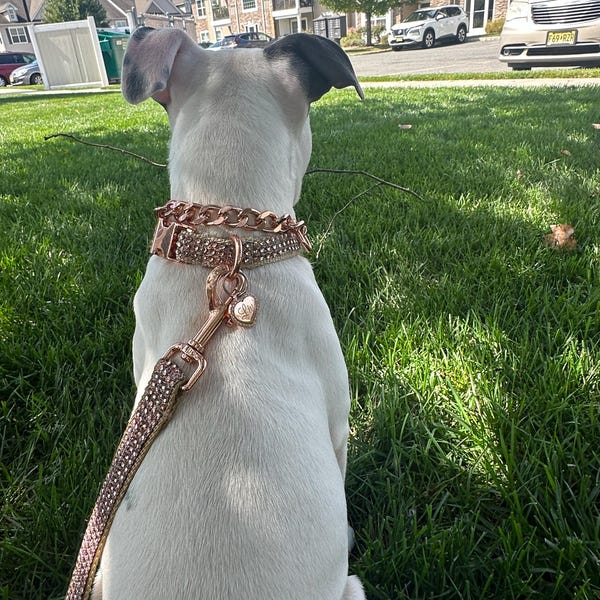 Silver, Grey Rhinestone Fancy, Glitter, Blingy Dog Leash, Platinum Dog ...