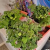 Lille Lise Micro Dwarf Tomato 30+ Fresh Seeds for 2025 - Etsy