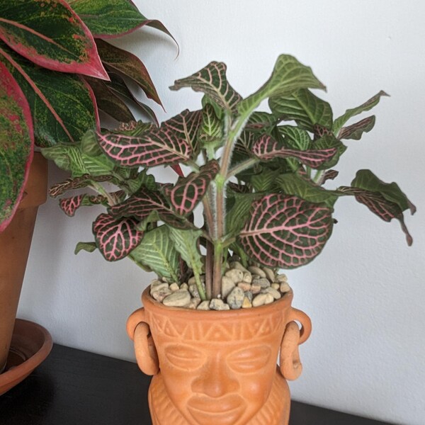 Snake Plant - Good Luck Plant - Devils Tongue - Tropical Plant - Etsy