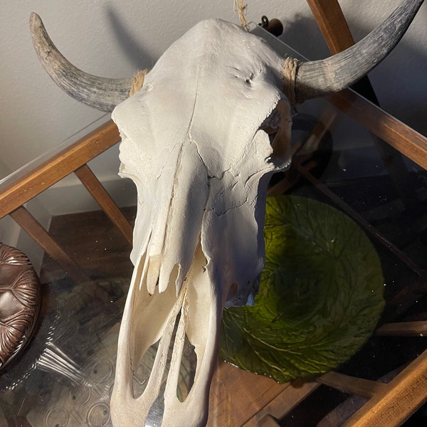 Real Steer Skull With Horns - Etsy