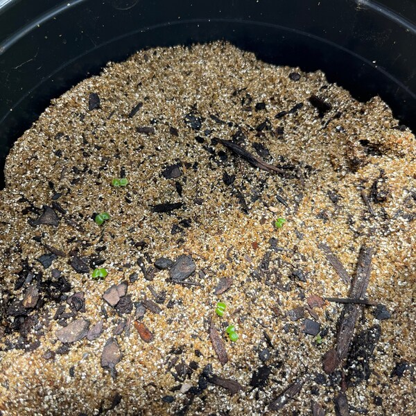 300-350seeds.kangkong,water Convolvulus,river Spinach,chinese Spinach ...