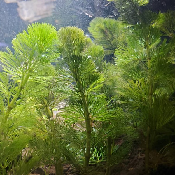 BUY 2 GET 1 FREE Green Cabomba (cabomba Caroliniana)-easy Live Aquarium ...