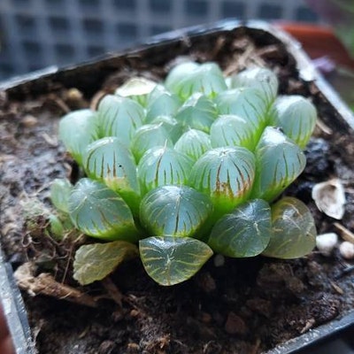 Purple Heart Tradescantia Pallida 'pale Puma' Two Rootless Cuttings ...