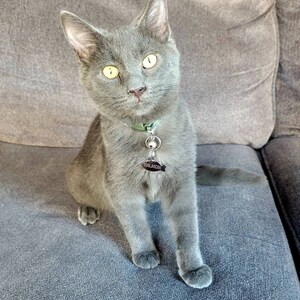 Cat ID Tag With Cat Name Tag ID Tag for Cats Stainless Steel Fish Tag ...