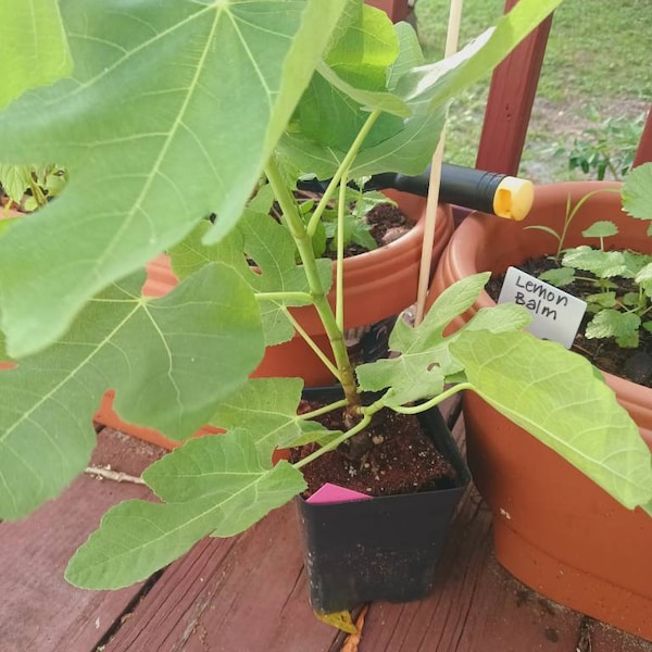 Fig Trees for Sale, Multiple Varieties Available. Well Rooted in Deep 4 ...