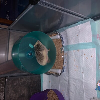 Ready to Ship Hedgehog Bucket Wheel Small Animal Hamster Wheel Hedgehog ...