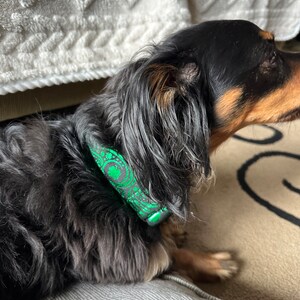 Bright Static Dog Collar, Cat Collar, Made to Order Available in Buckle ...