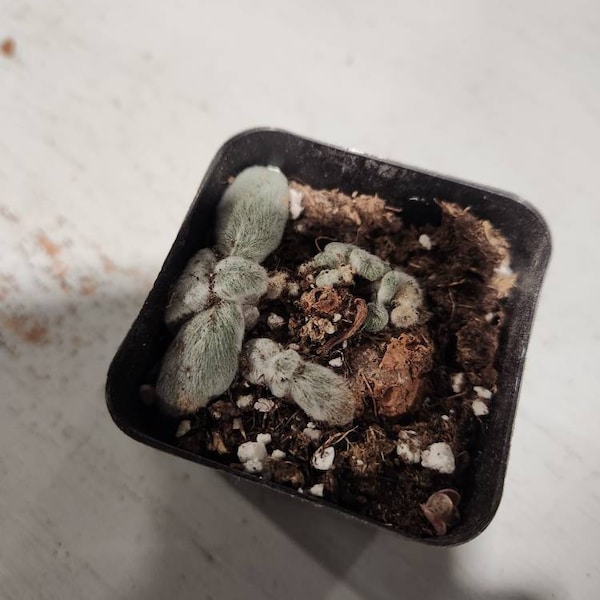 Giant Watch Chain, Princess Pine, Live Potted Succulent in 4" Pot - Etsy
