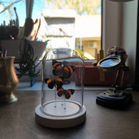 Gunjii Asian Lanternfly Box Frame / Entomology Taxidermy Insects Bug ...