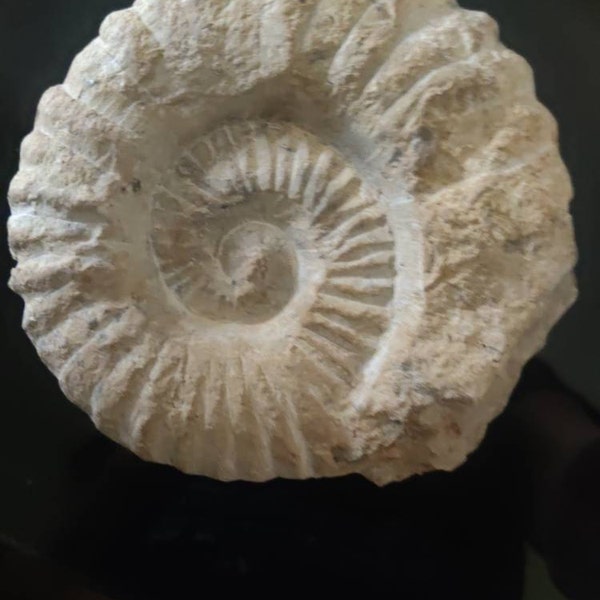 Flash Sale!!** LARGE (1) Raw Ammonite Fossil Cephalopod Perfect Gift ...