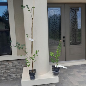 Royalty Crape Myrtle: Royal Purple Flowers in a Manageable Small Tree ...