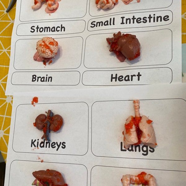 Montessori Human Anatomy-flashcards-human Organs-3 Part Cards ...