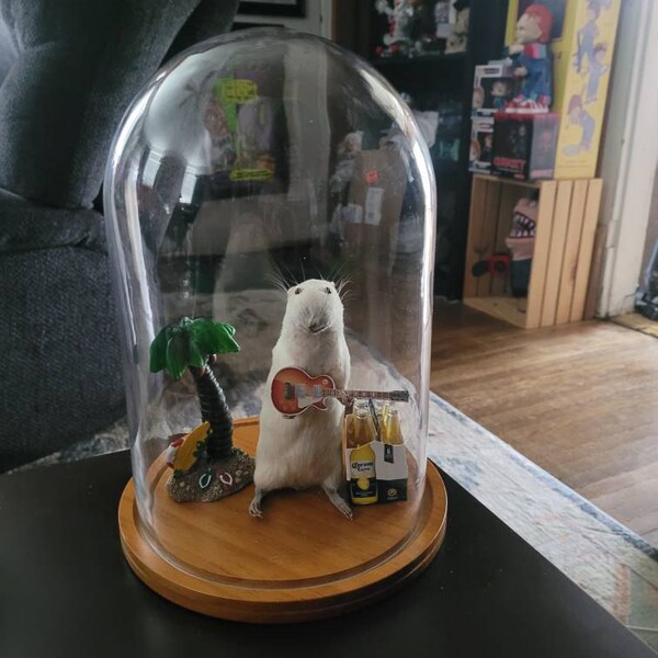 Taxidermy Rabbit,real Taxidermy Rabbit,oddity Home Decor,cute Rabbit ...