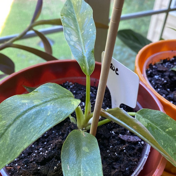 Philodendron Pluto choco Empress Starter Plant ALL STARTER PLANTS ...