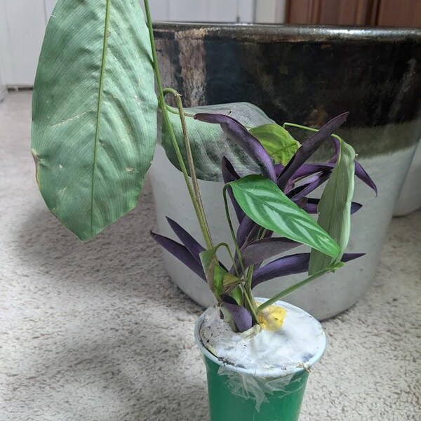 Epipremnum Aureum Manjula Pothos Plant Cuttings 33nodes Devils Ivy ...