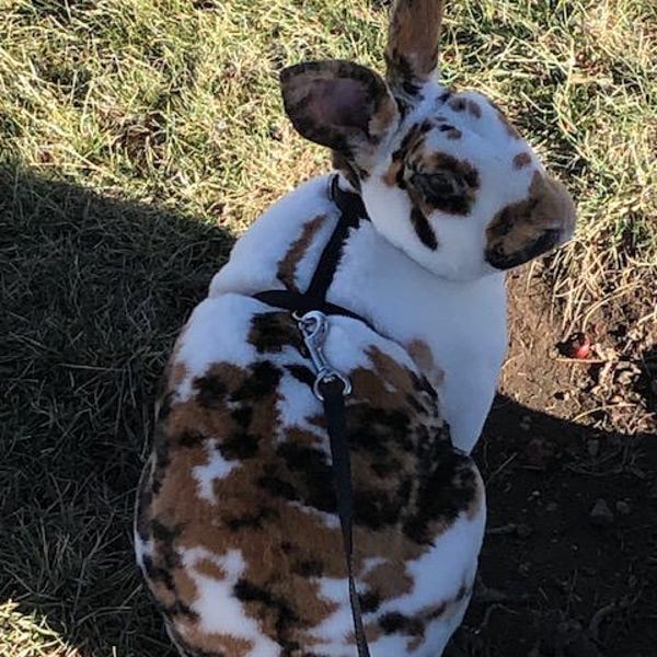 Rabbit Harness and Extra-long Leash - Etsy