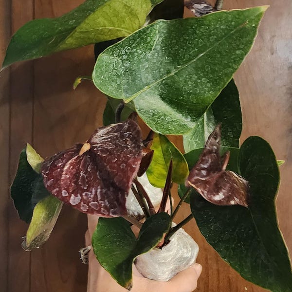 Anthurium Pink Emma - Etsy