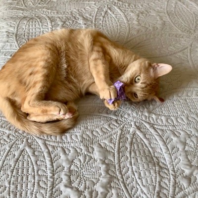 Cat Fin 5 Pack FIVE 5 Cheerful Assorted Cat Pyramid Toys Organic Catnip ...