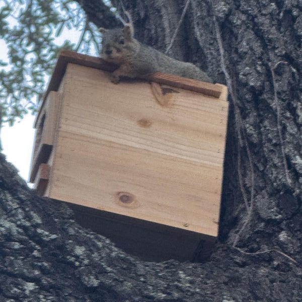 Large Squirrel House, Squirrel House, Cedar Squirrel House, Squirrel ...