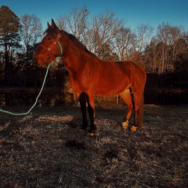 Custom Leather Tooled Sunflower Cattle Counter - Etsy