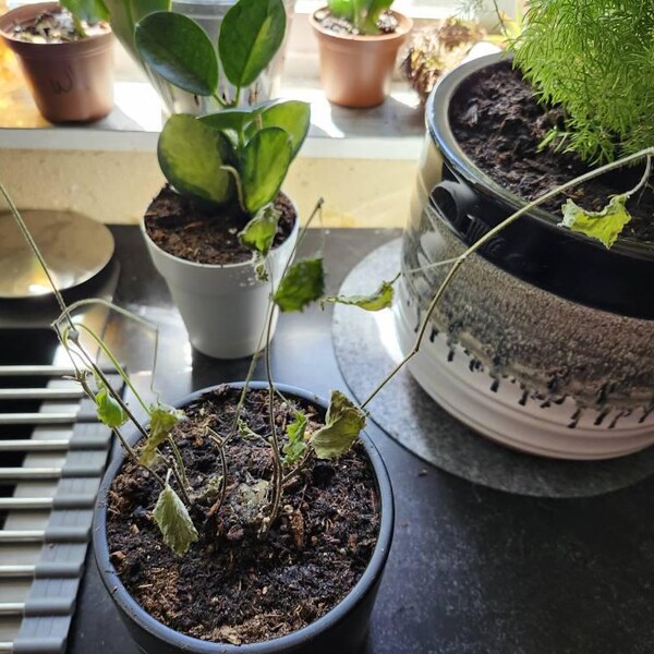 Athens Blue Princess Glory Bush Plant~~tibouchina Urvilleana~small ...