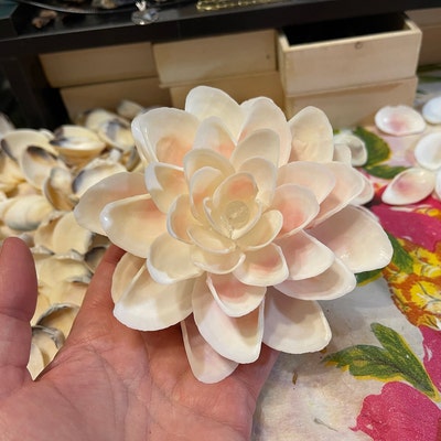 Rose Cups Shell 100 Pcs Small Medium Oval Rose Cup Clam Cockle Shell 1/ ...