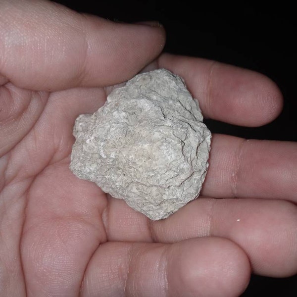 Fossiliferous Limestone Sedimentary Rock - 3 Pieces - Measures 1 - 2 ...