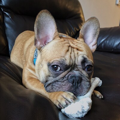 French Bulldog Dog Breed Sticker, Dog Vinyl Sticker, 3inch, Doggos FREE ...