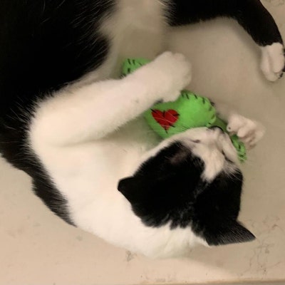 Catnip Cat Mat, Cat Mat for Pet Carrier, Cat Mat, Organic Catnip Play ...