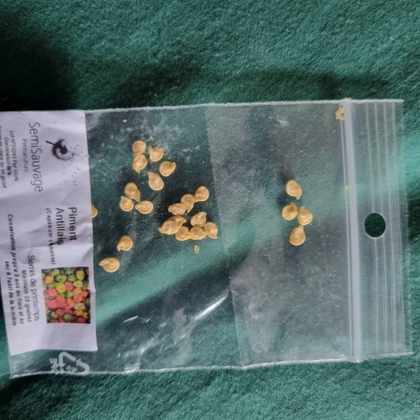 100 Heather Seeds - Etsy