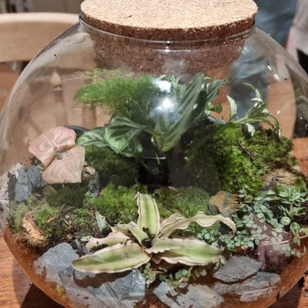 Extra Large Terrarium Kit - With Plants - Etsy UK