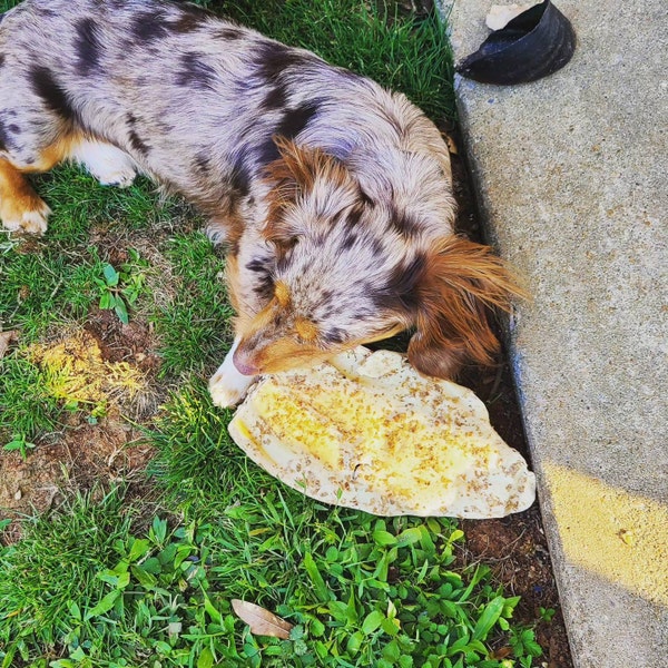 Lof Training Dog Harness With Handle, Designed to Fit Dogs Body Best ...