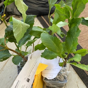Syringa X Prestoniae 'miss Canada' Lilac Live Plant 4 Pot Size - Etsy