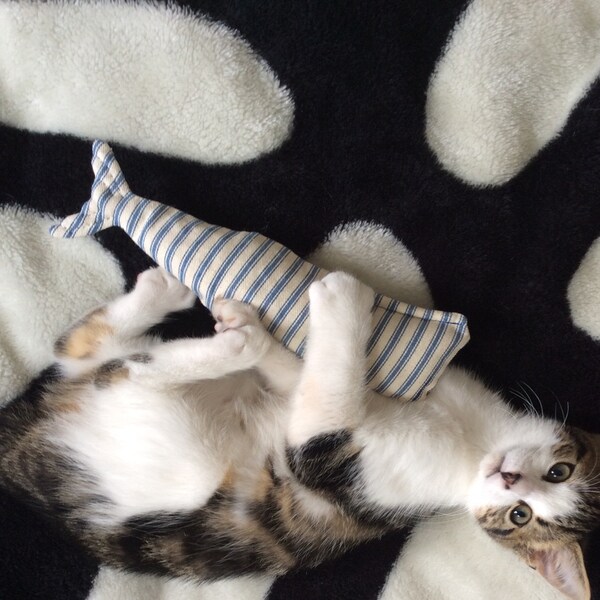 Cat Toy - the Catnip Cuddle Whale - Machine and Hand Stitched From Soft ...