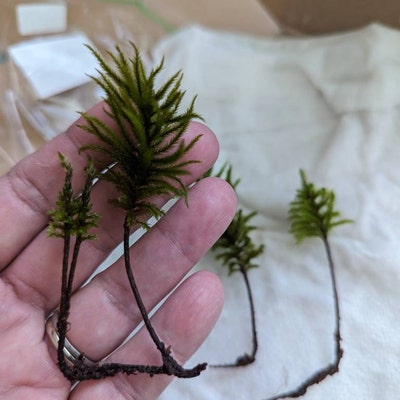 Fire Moss/ Ceratodon Purpureus Bonsai, Terrarium, Fairy Garden, Moss ...