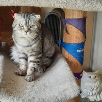 Extra Long Handles,gold/black Handle,drawer Pulls,kitchen Handles ...