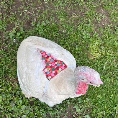 Rainbow Chicken Tutu - Etsy