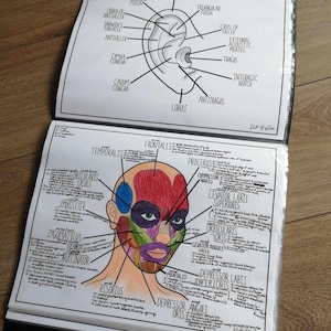 Middle Ear Anatomy Coloring Page - Etsy