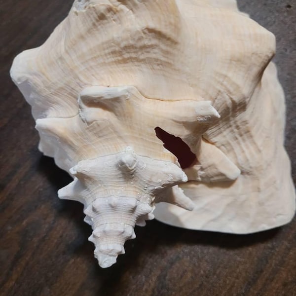 Jumbo HUGE Bahama Queen Conch Seashell (pink) - Bahamas Pink Conch ...