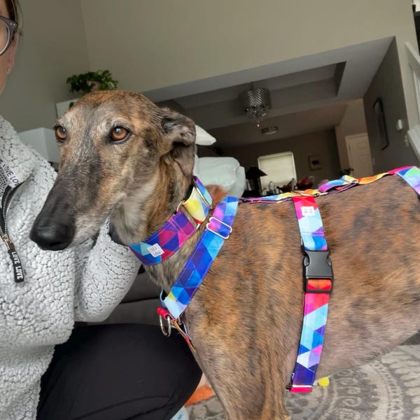 Triple Dog Harness Red Pasley for Greyhound. Handmade With Cotton ...